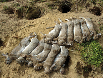 Which .22 rifle should I choose for rabbit shooting? - Shooting UK