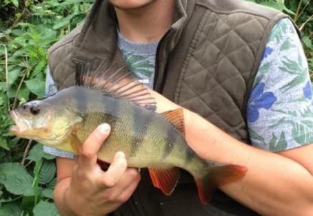 Biggest perch this year | Angler's Mail